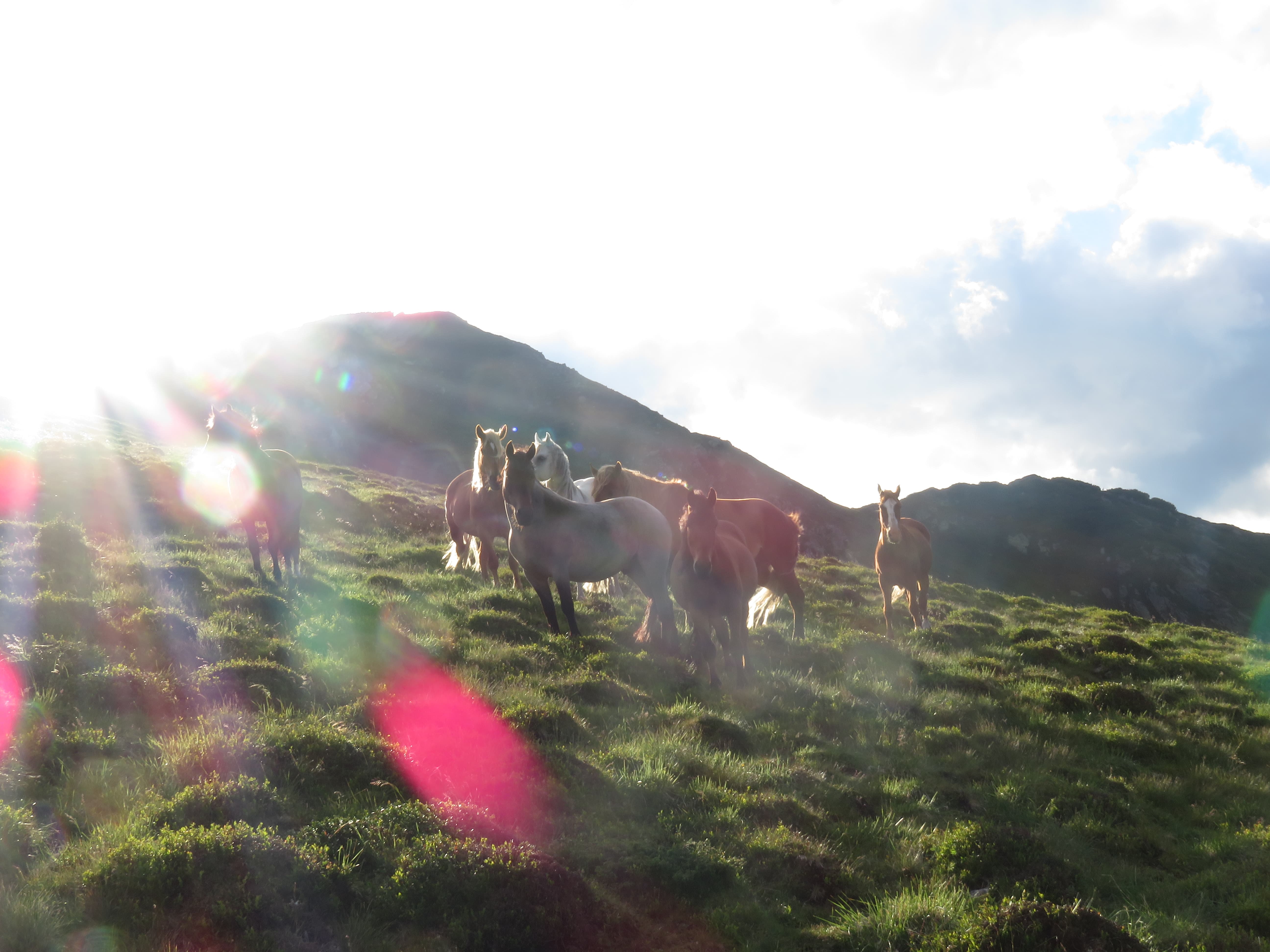 Hiking in the Rodna Mountains • Roamaniac